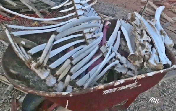 Bony Bulls Inside a Trading Range Wheelbarrow - See It Market